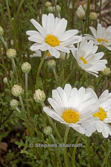 Anthemis maritima