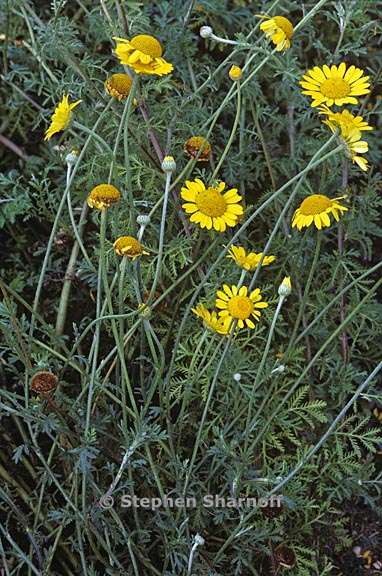 Anthemis tinctoria