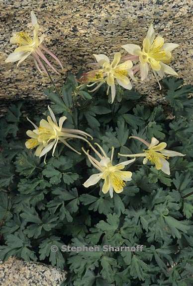 Aquilegia pubescens