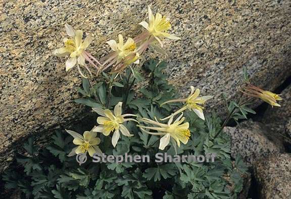 Aquilegia pubescens