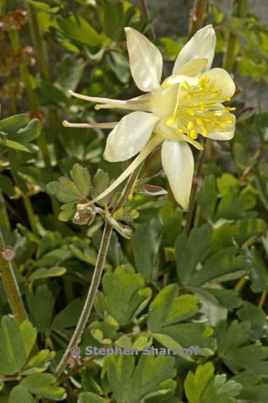 Aquilegia pubescens