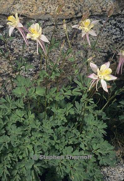 Aquilegia pubescens