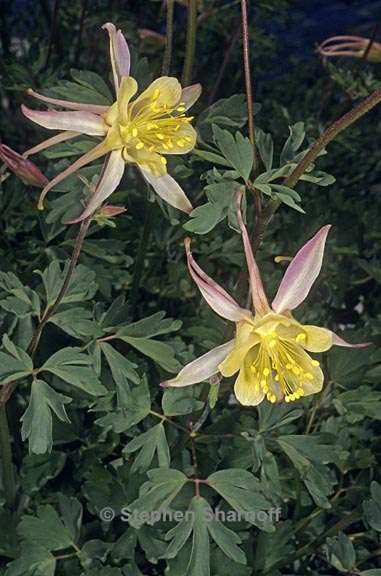 Aquilegia pubescens