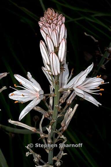 Asphodelus microcarpus