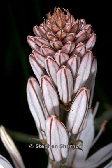 Asphodelus microcarpus