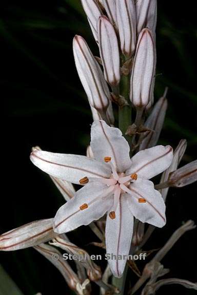 Asphodelus microcarpus