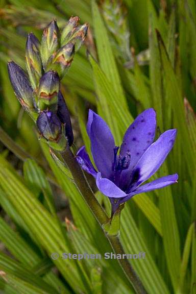 Babiana plicata
