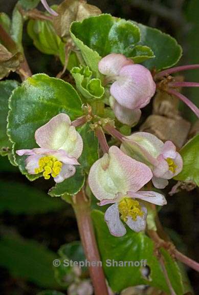 Begonia cucullata