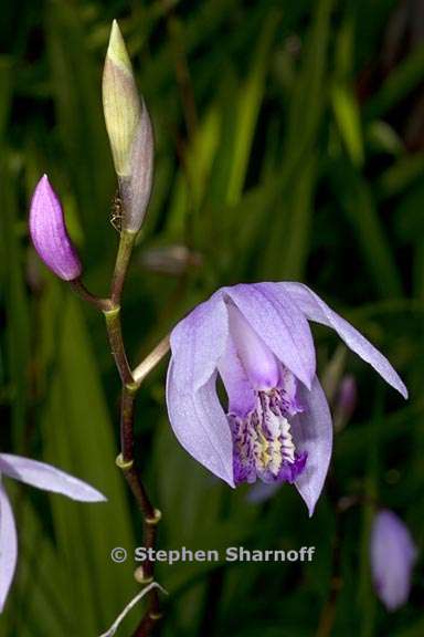 Bletilla striata