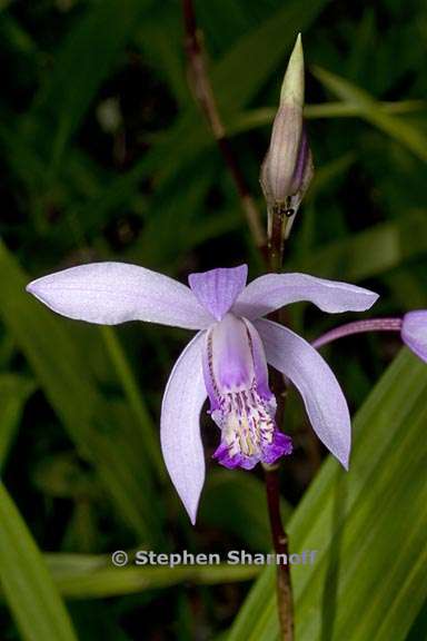 Bletilla striata