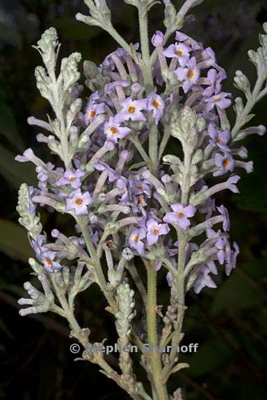 Buddleja officinalis