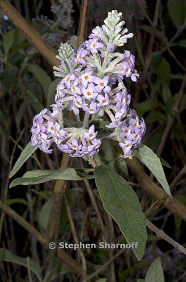 Buddleja officinalis