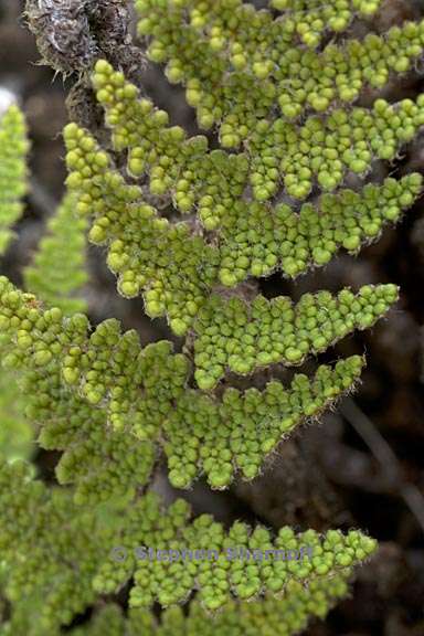 Cheilanthes fendleri