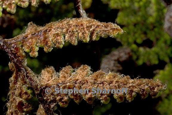 Cheilanthes fendleri