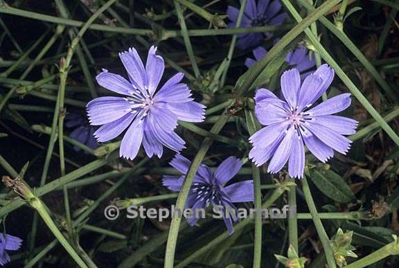 Cichorium intybus