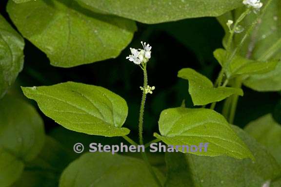 Circaea alpina ssp. pacifica