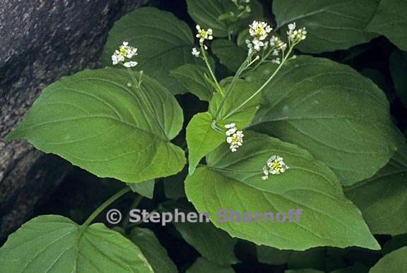 Circaea alpina ssp. pacifica