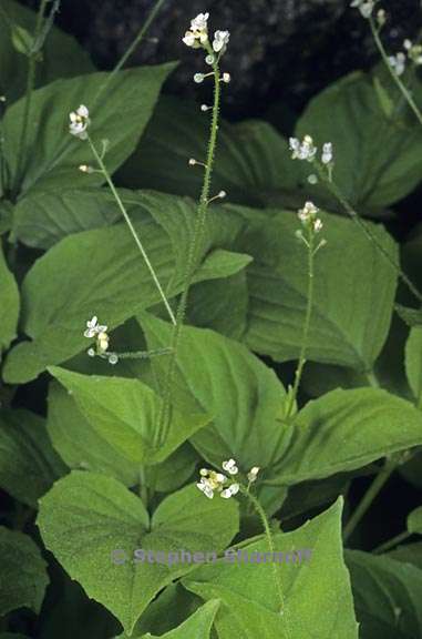 Circaea alpina ssp. pacifica