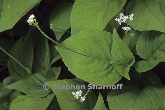 Circaea alpina ssp. pacifica