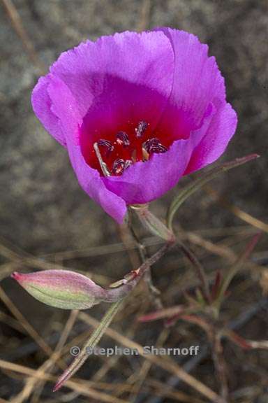 Clarkia rubicunda