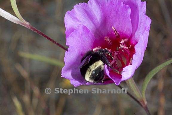 Clarkia rubicunda