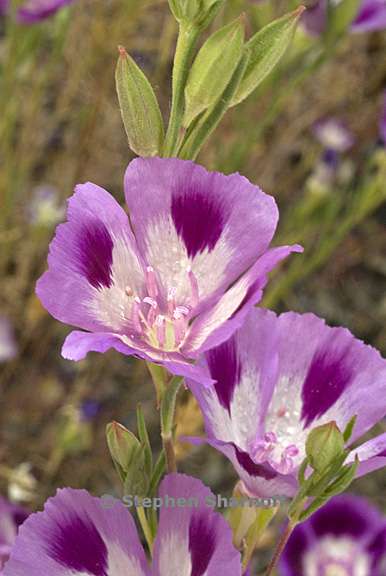 Clarkia williamsonii