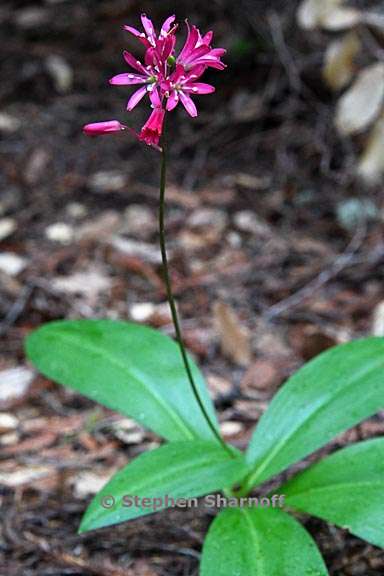 Clintonia andrewsiana