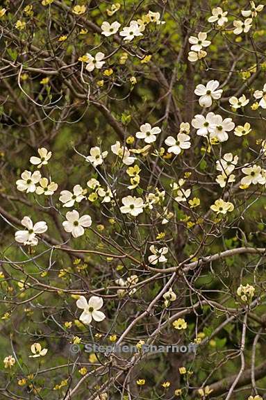 Cornus florida