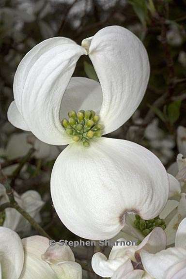 Cornus florida