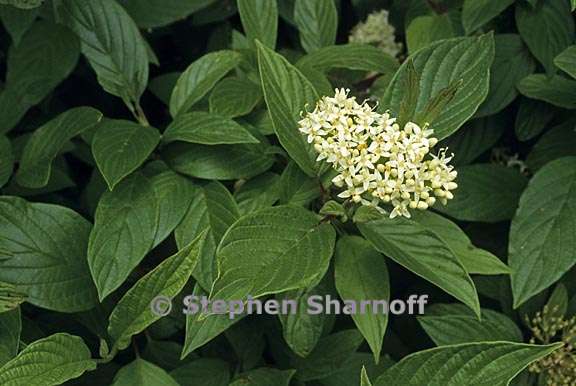 Cornus sericea ssp. occidentalis