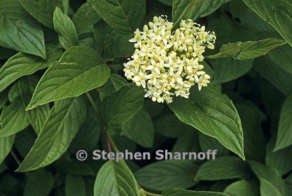 Cornus sericea ssp. occidentalis