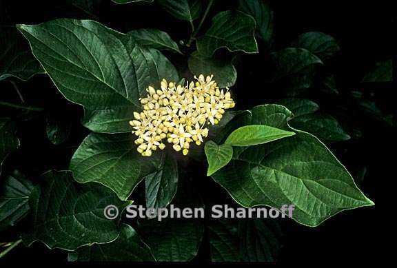 Cornus sericea ssp. occidentalis