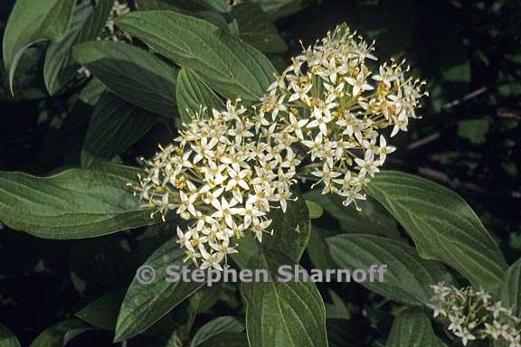 Cornus sericea ssp. occidentalis