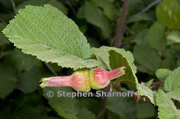 Corylus cornuta ssp. californica