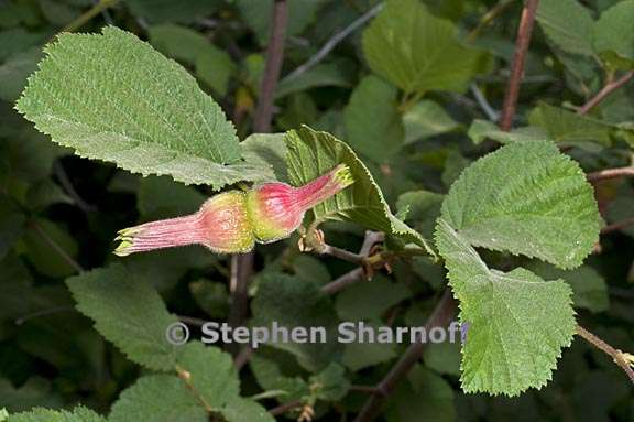 Corylus cornuta ssp. californica