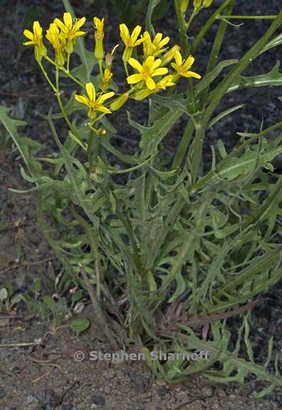 Crepis acuminata