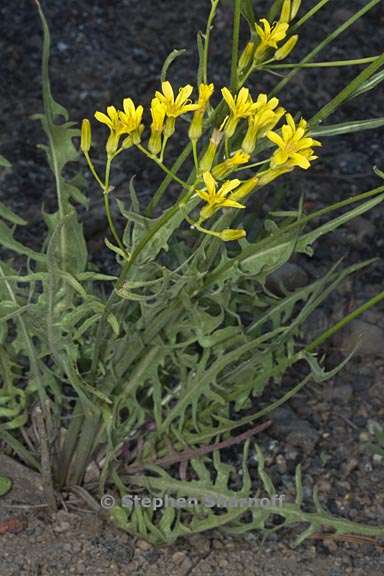 Crepis acuminata