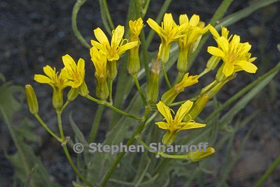 Crepis acuminata
