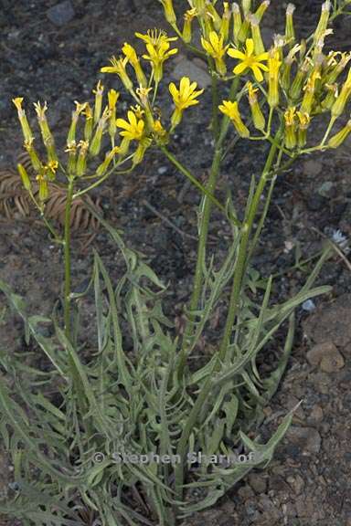 Crepis acuminata