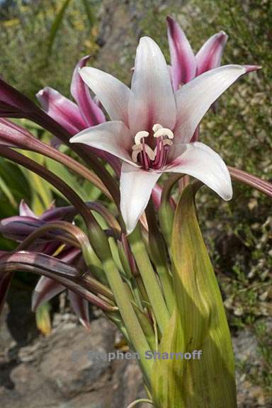 Crinum bulbispermum