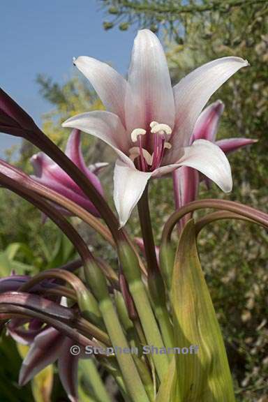 Crinum bulbispermum