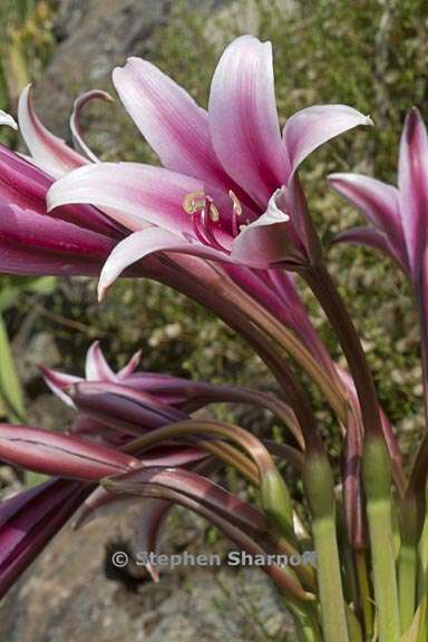 Crinum bulbispermum