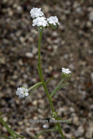 Cryptantha flaccida