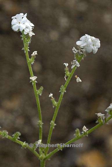 Cryptantha flaccida