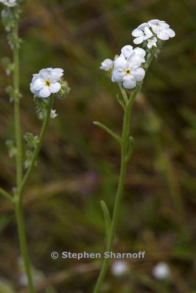 Cryptantha flaccida