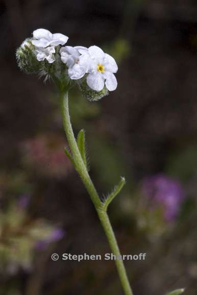 Cryptantha flaccida
