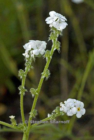 Cryptantha flaccida