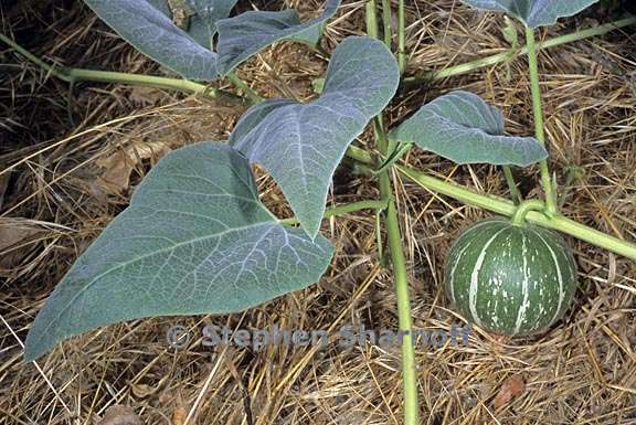 Cucurbita foetidissima