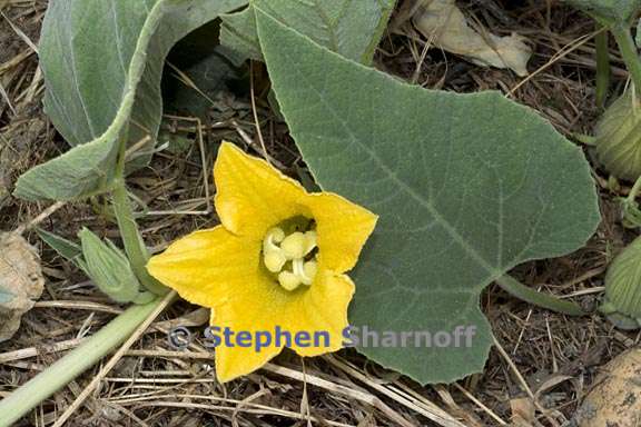 Cucurbita foetidissima