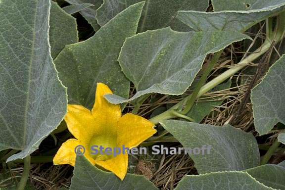 Cucurbita foetidissima
